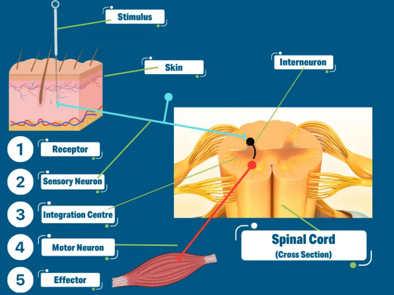 Dry Needling with E-Stim at Momentum Health
